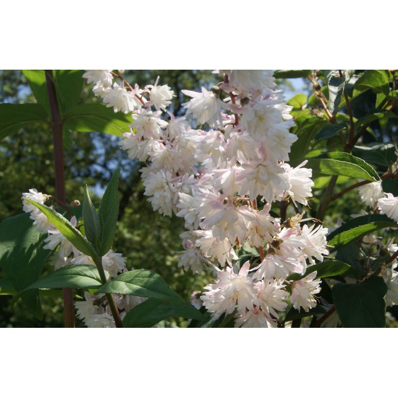 Fuzzy deutzia rosea Plena - Deutzia scabra rosea plena