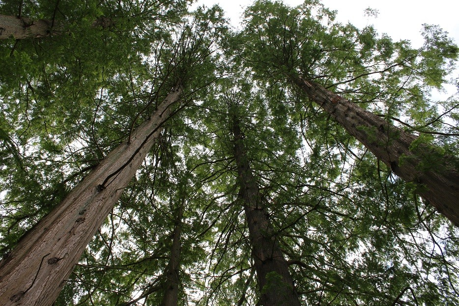 Gewöhnliche Kiefer - Pinus sylvestris