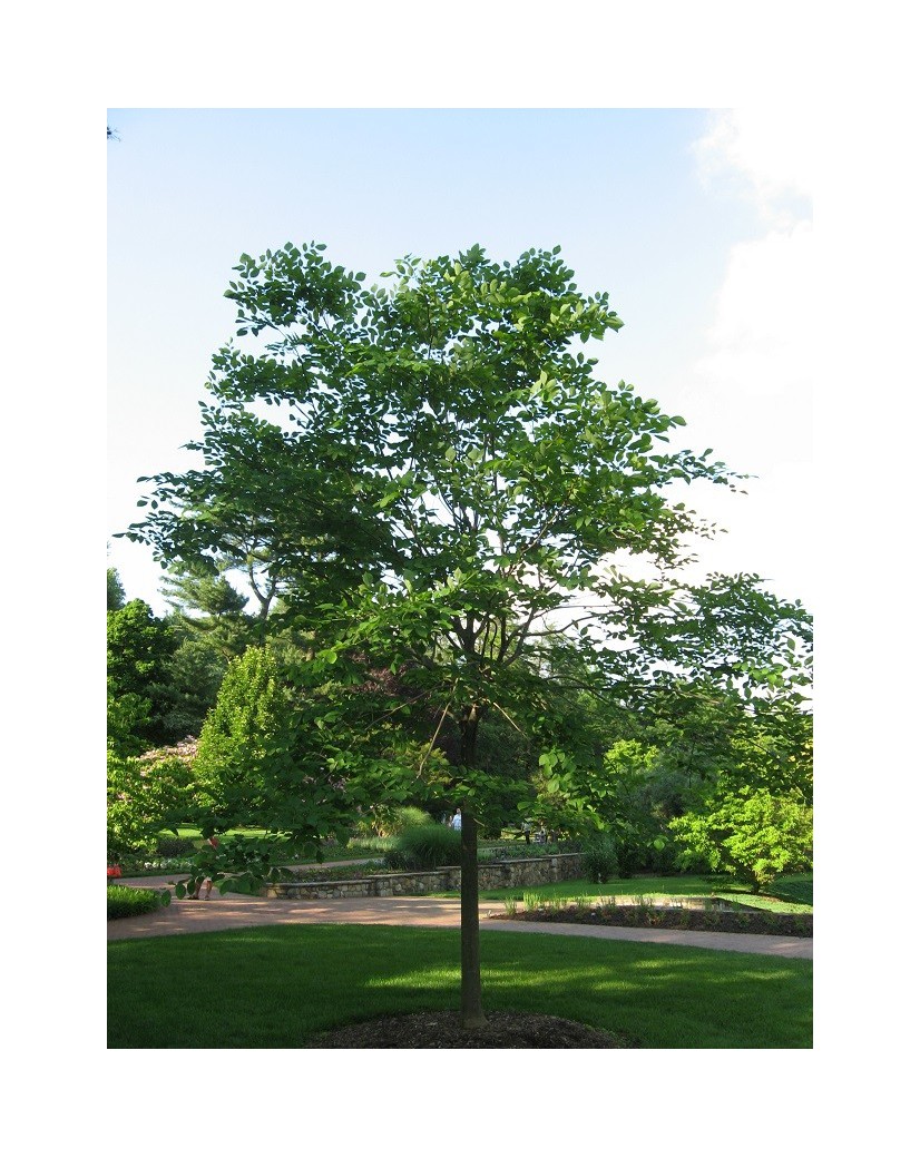 Geelhout - Cladrastis kentukea