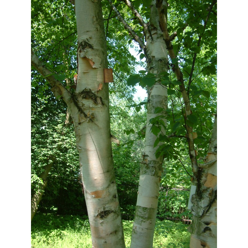 Papierberk - Betula papyrifera
