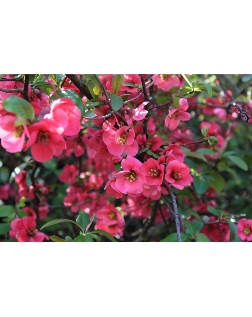 Japanische Zierquitte - Chaenomeles japonica