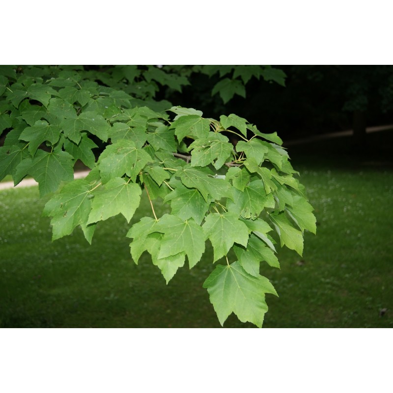 Érable rouge - Acer Rubrum