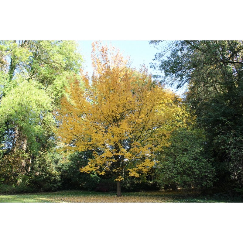 Rode esdoorn - Acer Rubrum