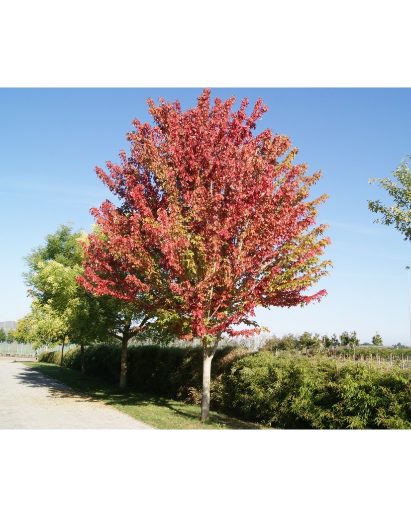 Panicled Goldenrain tree - Koelreuteria Paniculata