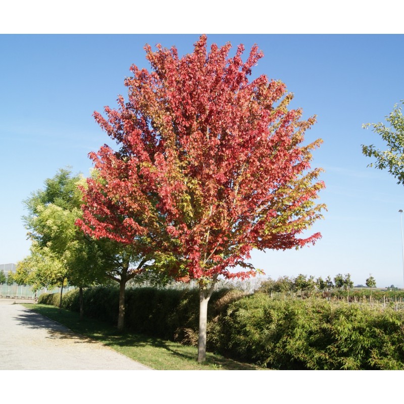 Érable rouge - Acer Rubrum