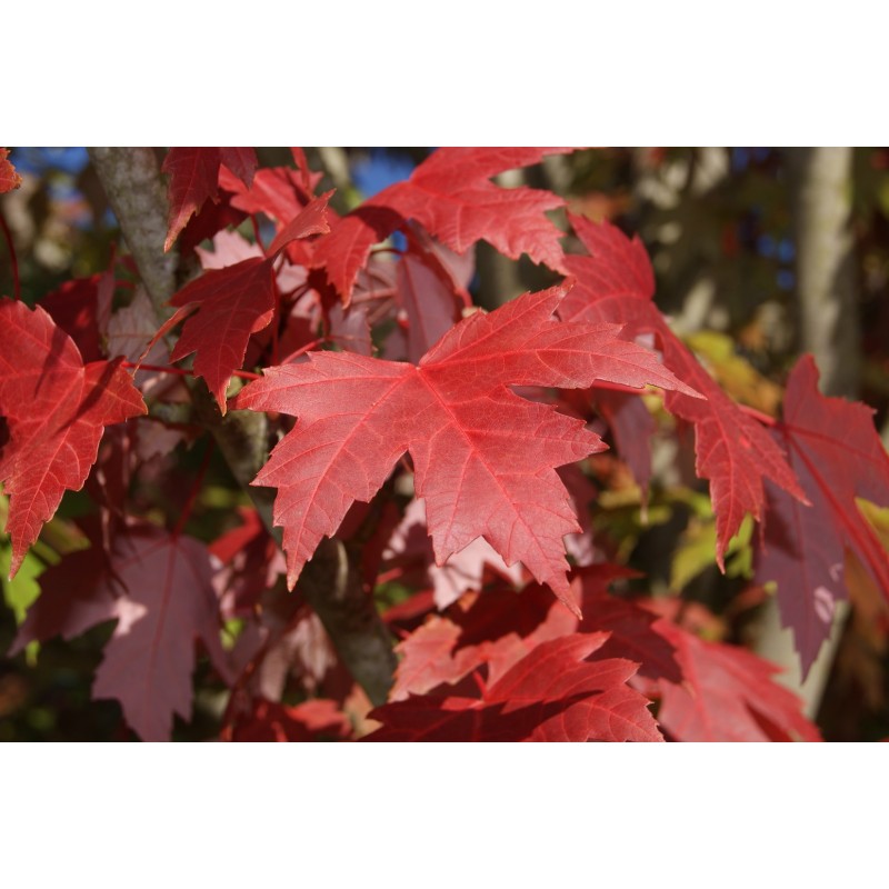 Érable rouge - Acer Rubrum