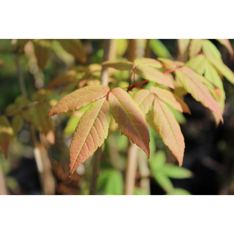 Manchurian maple - Acer mandshuricum