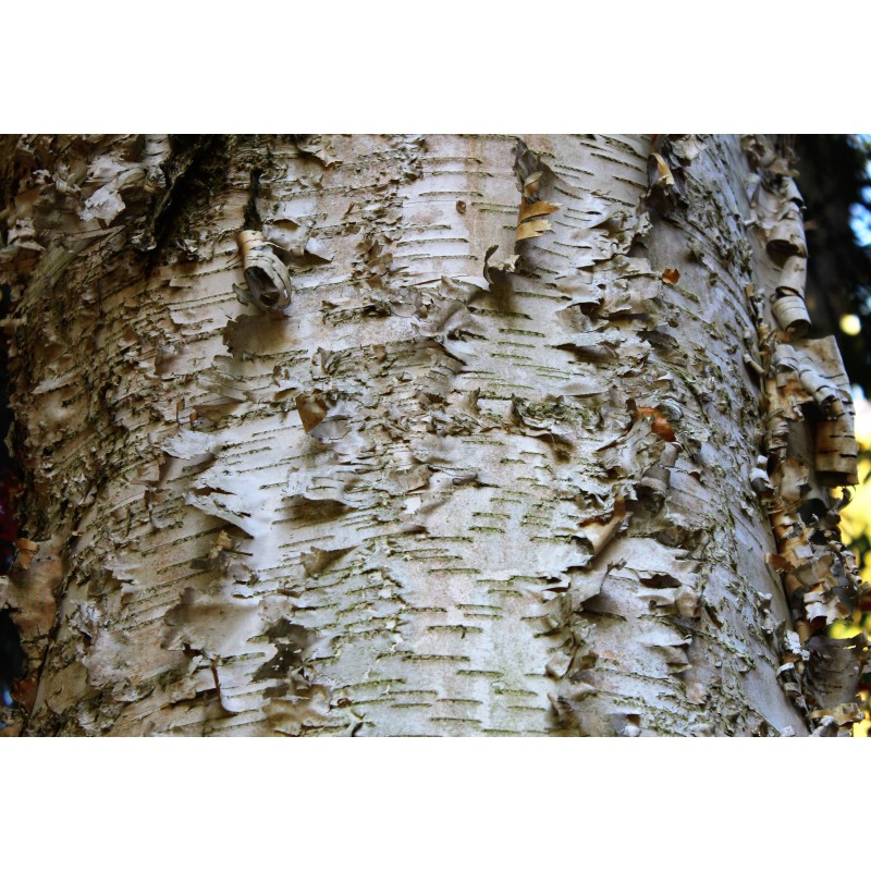 Paper birch - Betula papyrifera