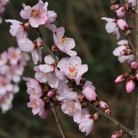Almond tree Robijn - Prunus Dulcis Robijn