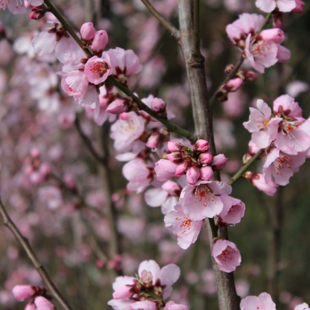 Amandier Robijn - Prunus Dulcis Robijn