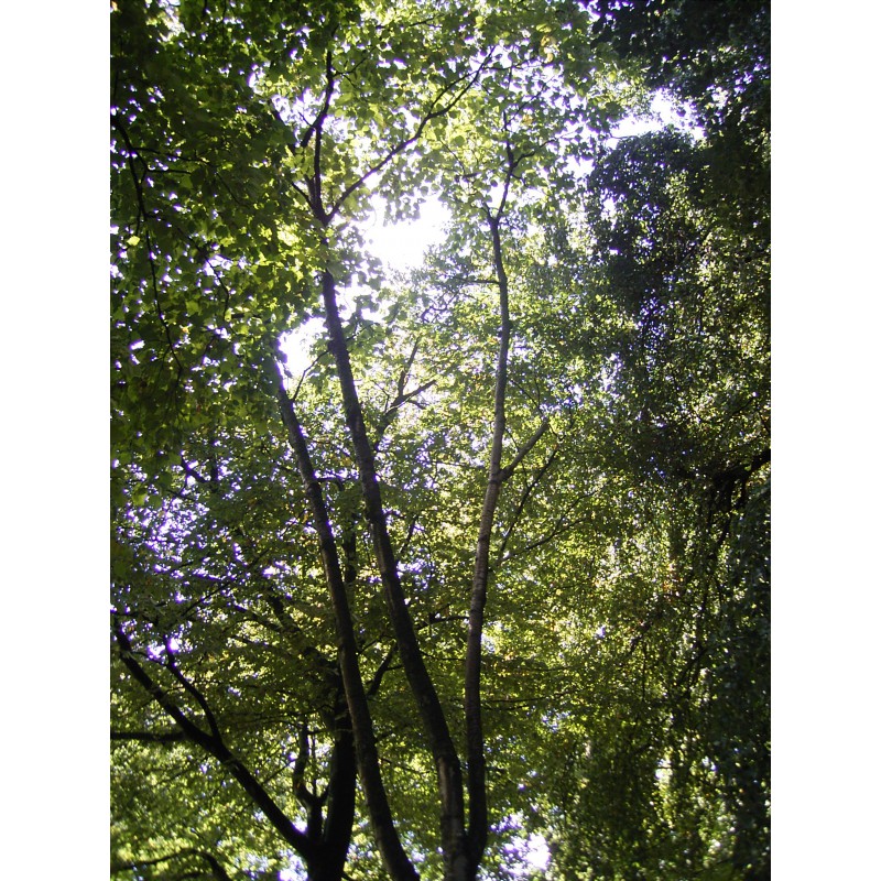 Grootbladige japanse berk - Betula maximowicziana