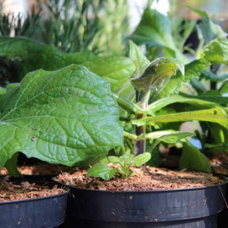 Peruvian ground apple - yacón - Smallanthus sonchifolius