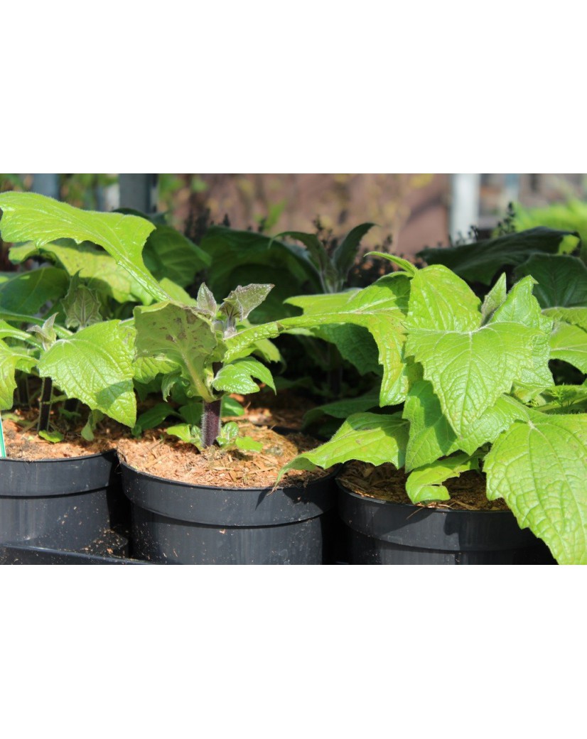 Peruvian ground apple - yacón - Smallanthus sonchifolius