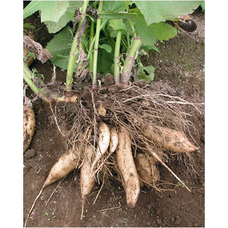 Peruvian ground apple - yacón - Smallanthus sonchifolius