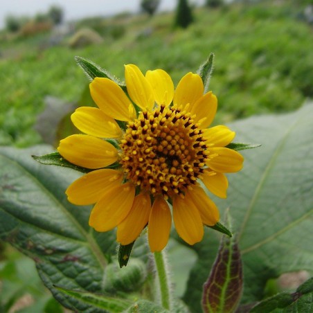 Peruvian ground apple - yacón - Smallanthus sonchifolius