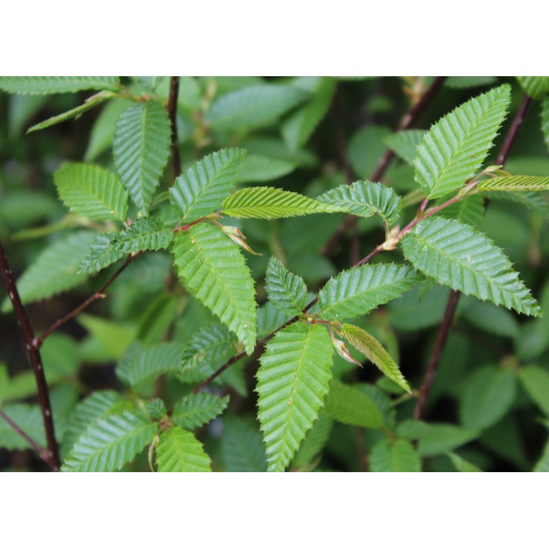 Japanese Hornbeam - Carpinus Japonica