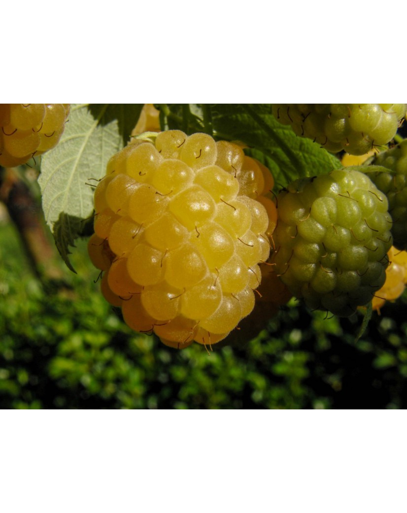 Yellow Raspberry Fallgold - Rubus idaeus fallgold