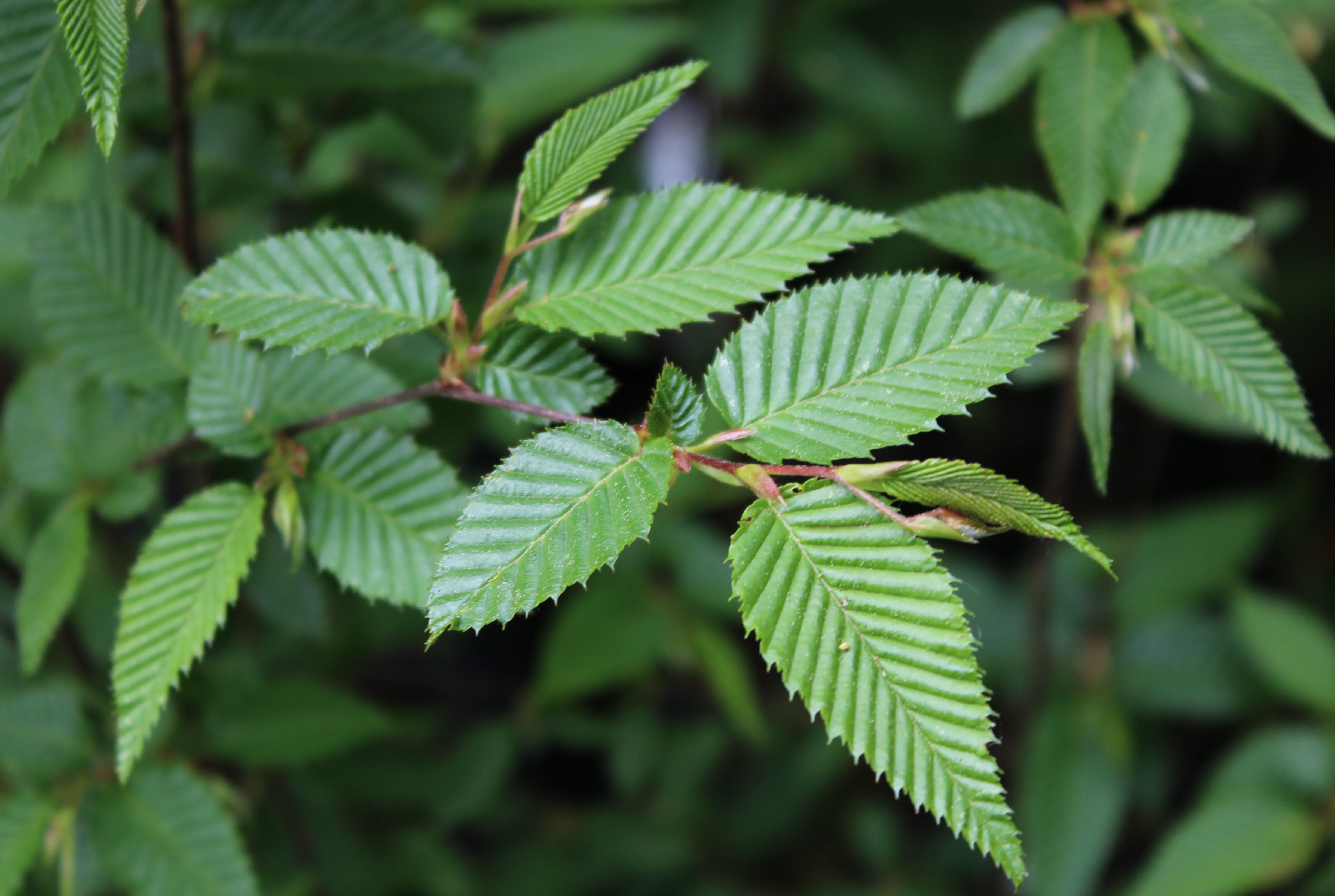 Japanese Katsura tree - Cercidiphyllum japonicum