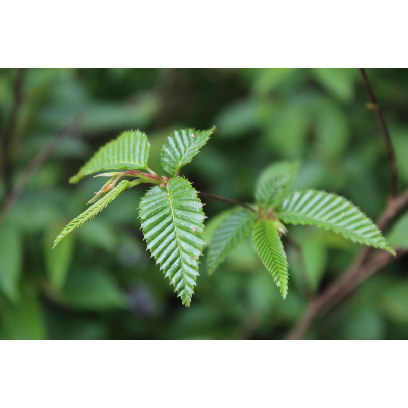 Japanese Hornbeam - Carpinus Japonica
