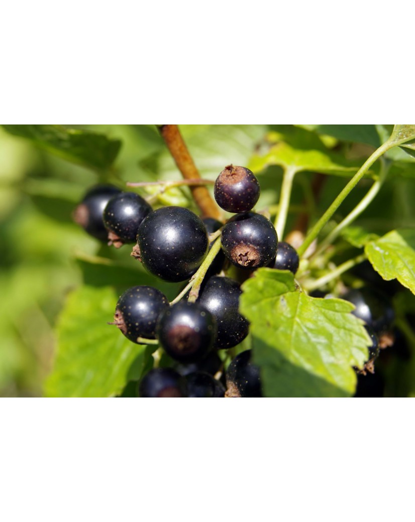 Blackcurrant Titania - Ribes nigrum Titania