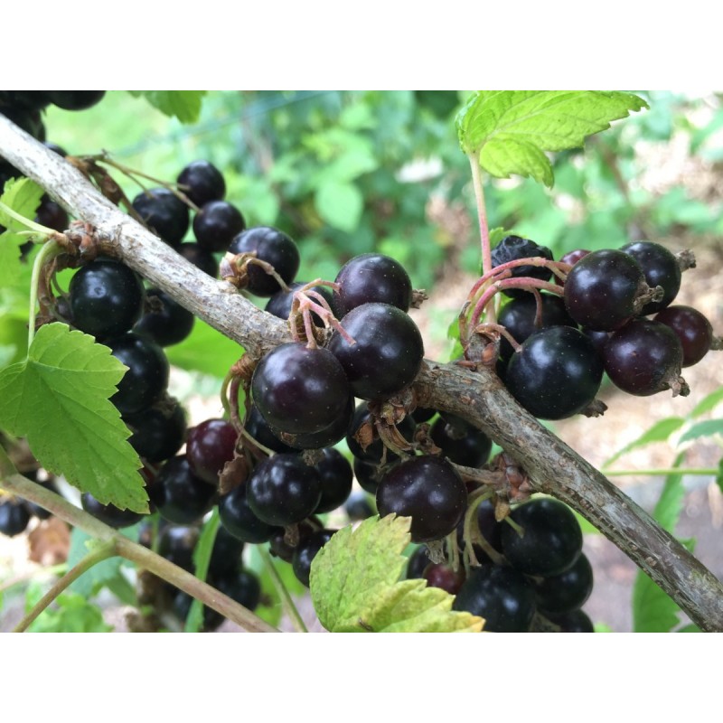 Cassissier Titania - Ribes nigrum Titania
