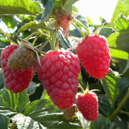Raspberry Autumn bliss - double cropping - Rubus idaeus Autumn Bliss