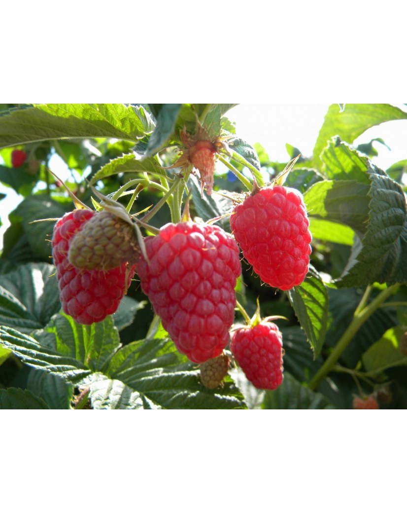 Raspberry Autumn bliss - double cropping - Rubus idaeus Autumn Bliss