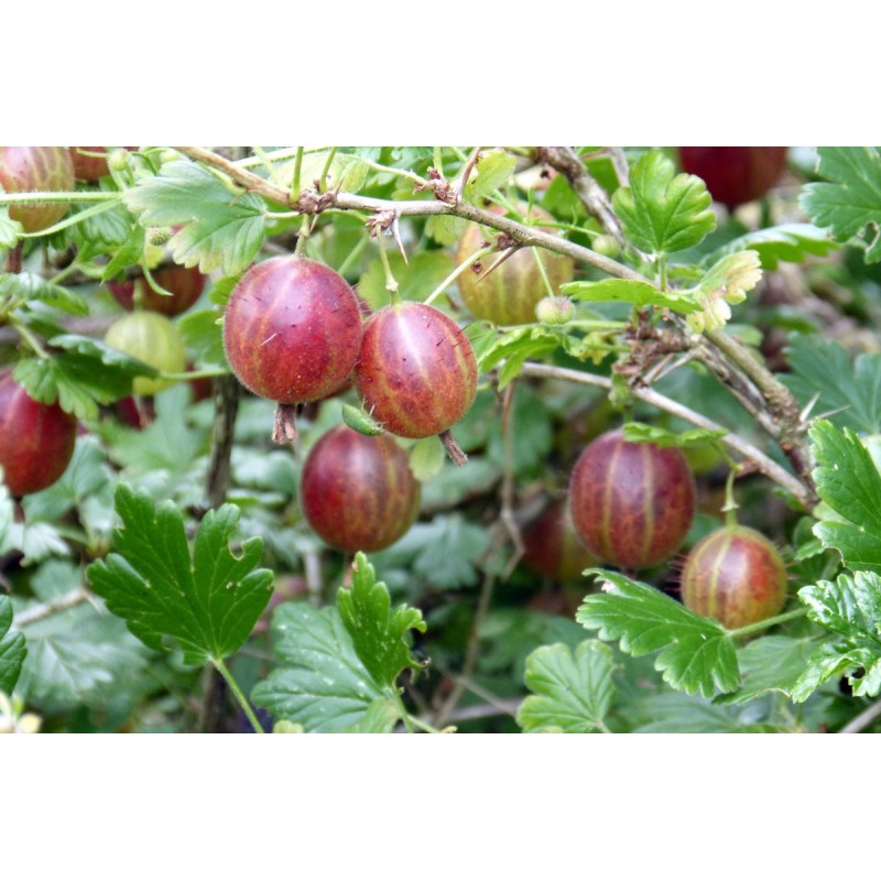 Rode kruisbes - Ribes uva-crispa Hinnonmaki red