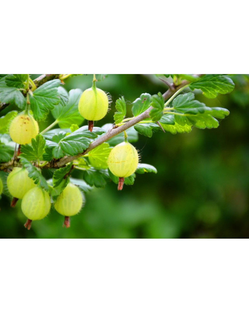 Gelbe Stachelbeere - Ribes uva-crispa Hinnonmaki gold
