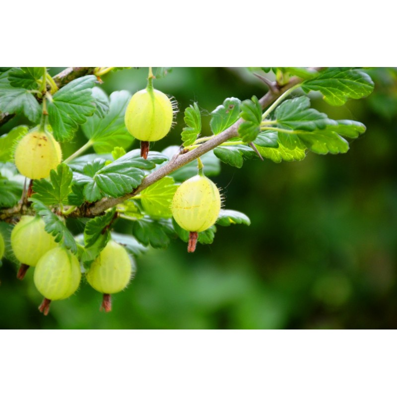 Yellow gooseberry - Ribes uva-crispa Hinnonmaki gold