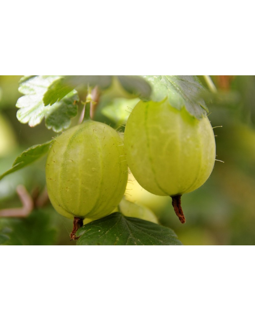 Yellow gooseberry - Ribes uva-crispa Hinnonmaki gold