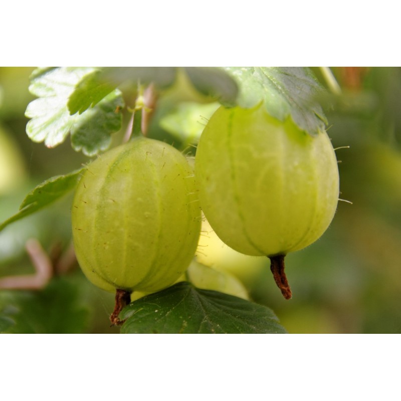 Yellow gooseberry - Ribes uva-crispa Hinnonmaki gold