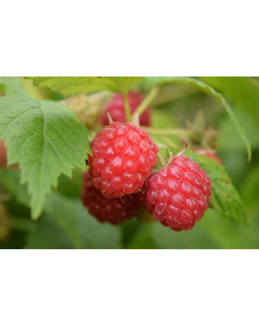 Framboos Willamette - Rubus idaeus Willamette