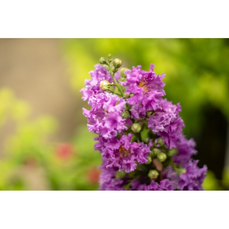 Dwarf purple Crape myrtle - Lagerstroemia indica catawba