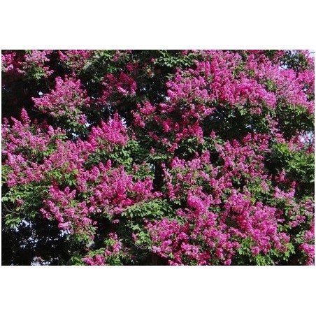 Dwarf purple Crape myrtle - Lagerstroemia indica catawba