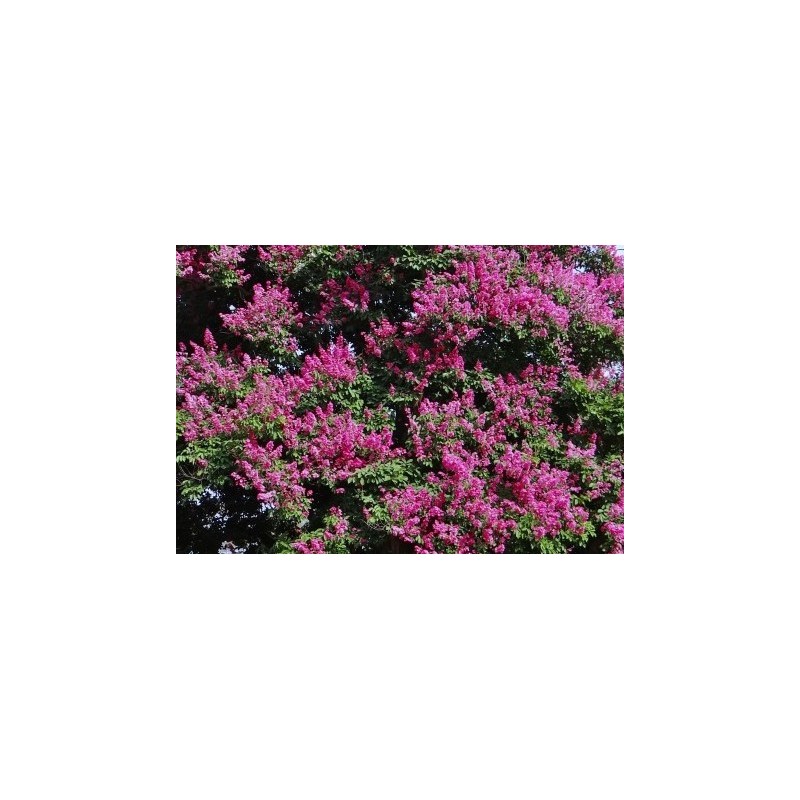 Dwarf purple Crape myrtle - Lagerstroemia indica catawba