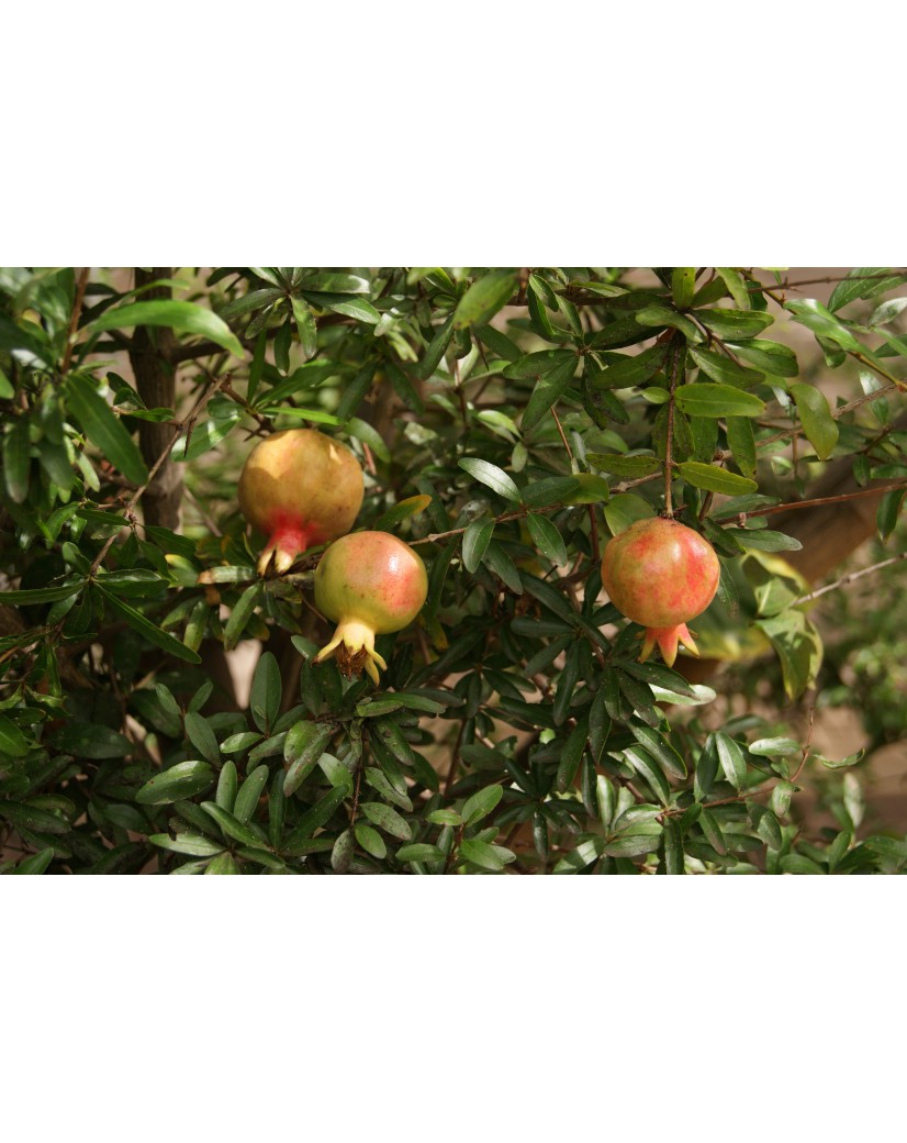Grenadier à gros fruit Provence - Punica Granatum Provence