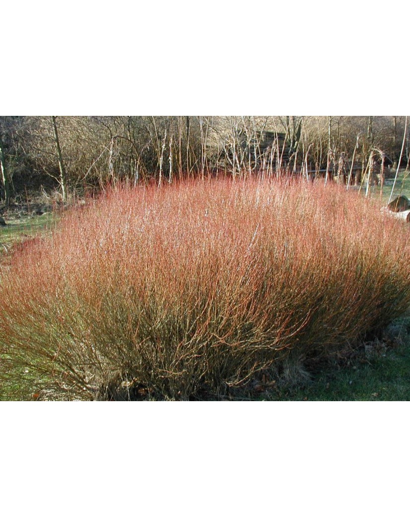 Dwarf purple osier - Salix Purpurea Nana