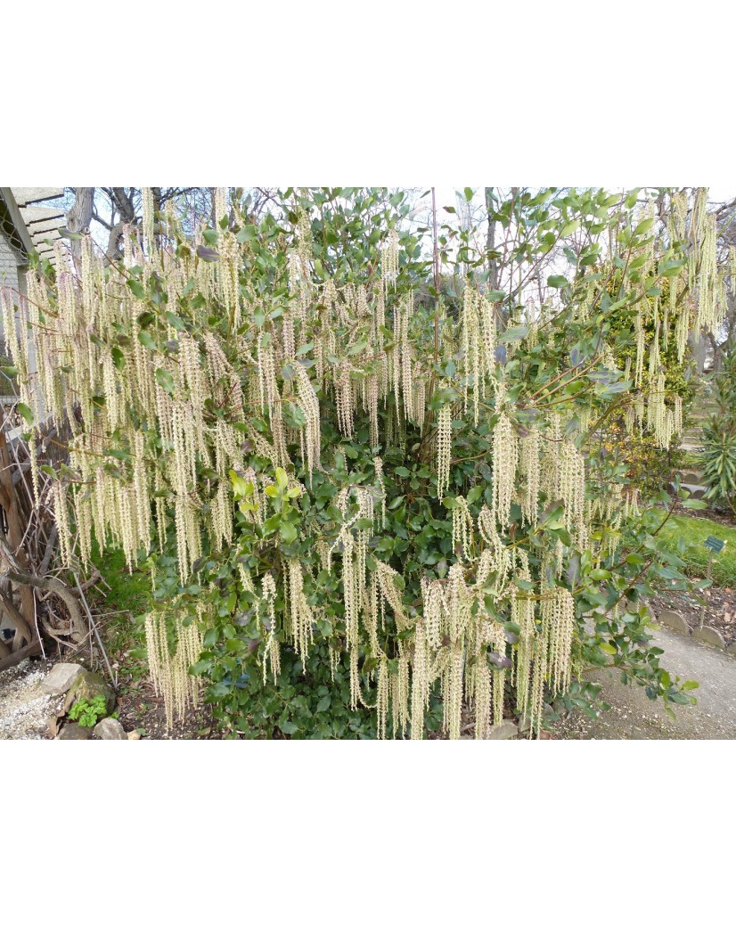 Garrya - Garrya Elliptica