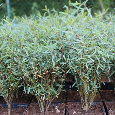 Dwarf purple osier - Salix Purpurea Nana