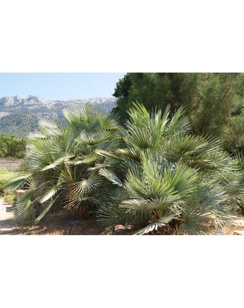 Blue Mediterranean Fan Palm - Chamaerops Humilis Cerifera
