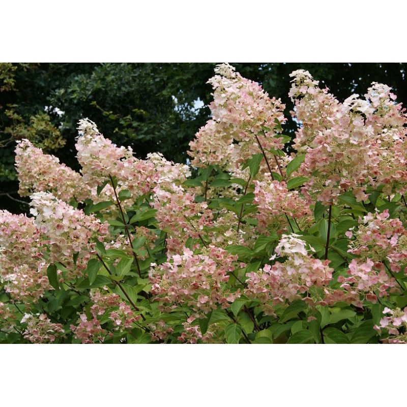 Peegee Hydrangea - Hydrangea paniculata Grandiflora
