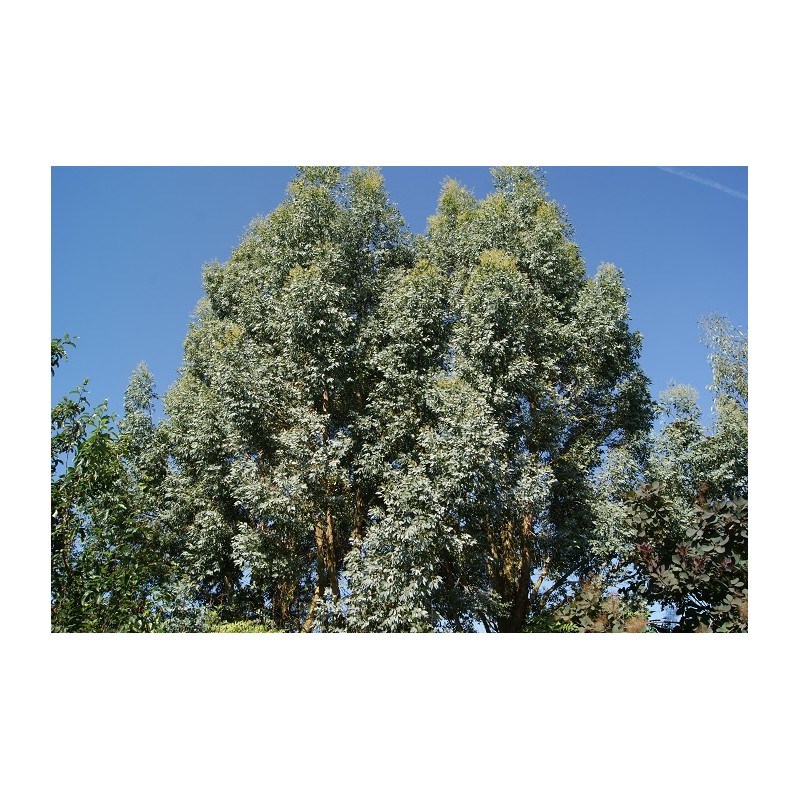 Small-leaved gum - Eucalyptus parviflora