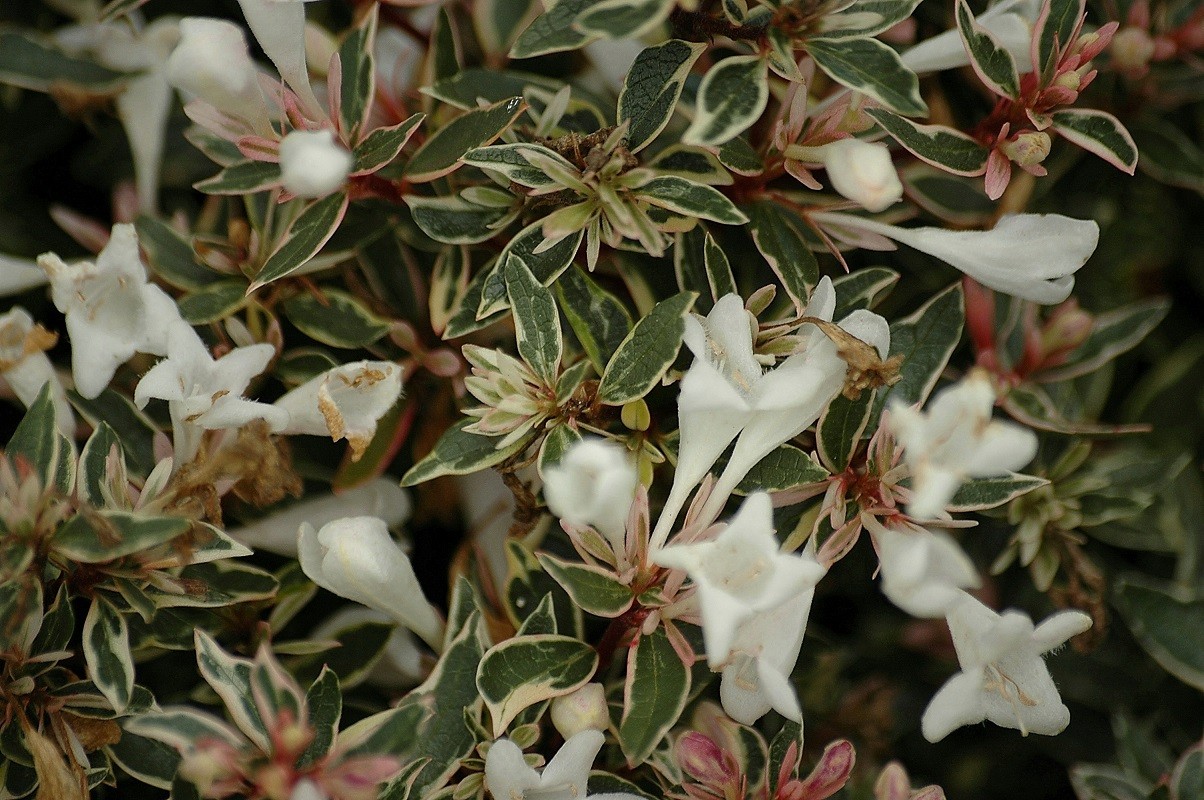 Edward Goucher glossy abelia - Abelia grandiflora Edward Goucher
