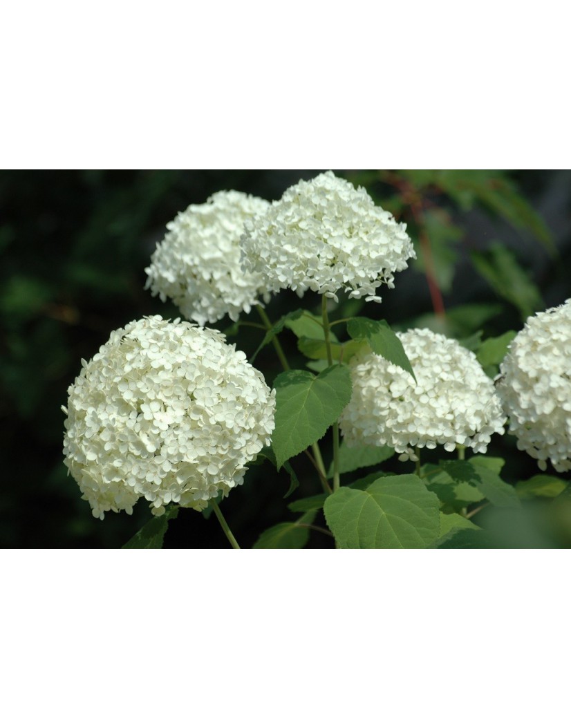Annabelle Smooth Hydrangea - Hydrangea arborescens Annabelle
