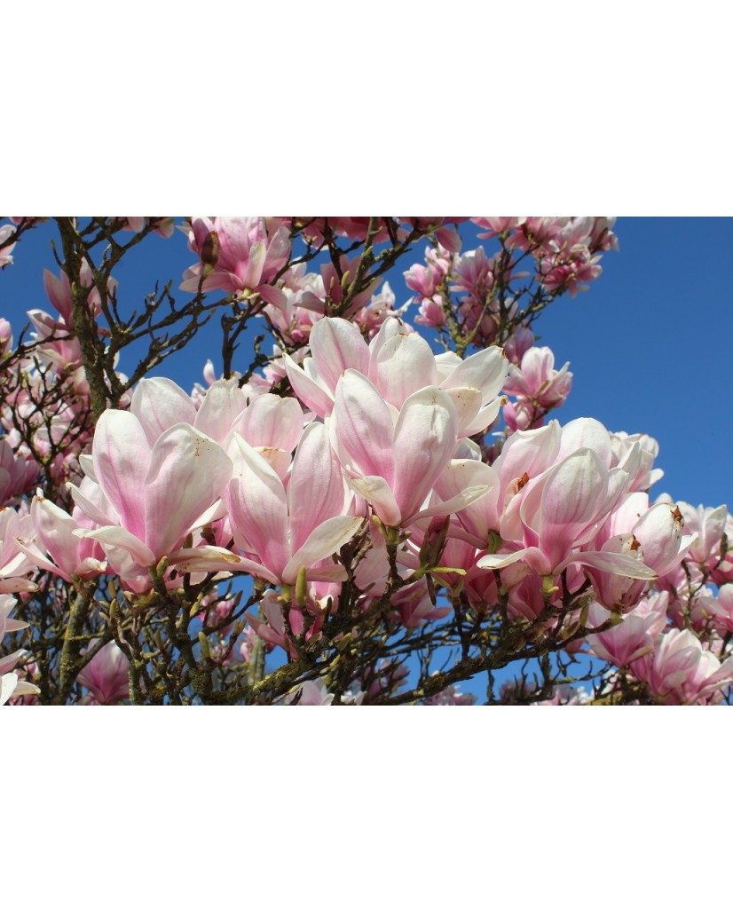 Saucer magnolia - Magnolia Soulangeana