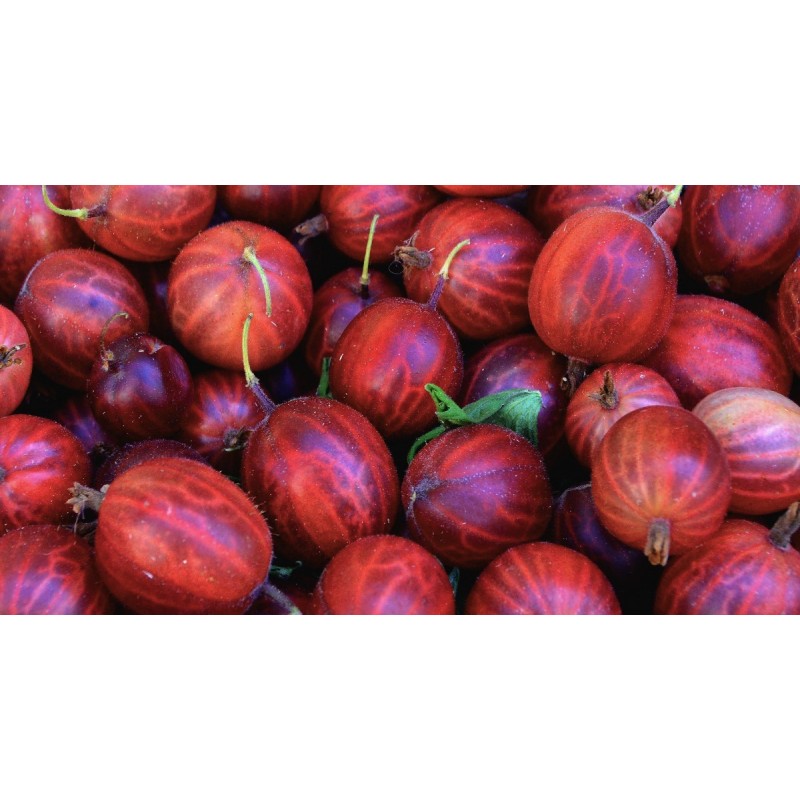 Groseillier à maquereau rouge - Ribes uva-crispa Hinnonmaki red