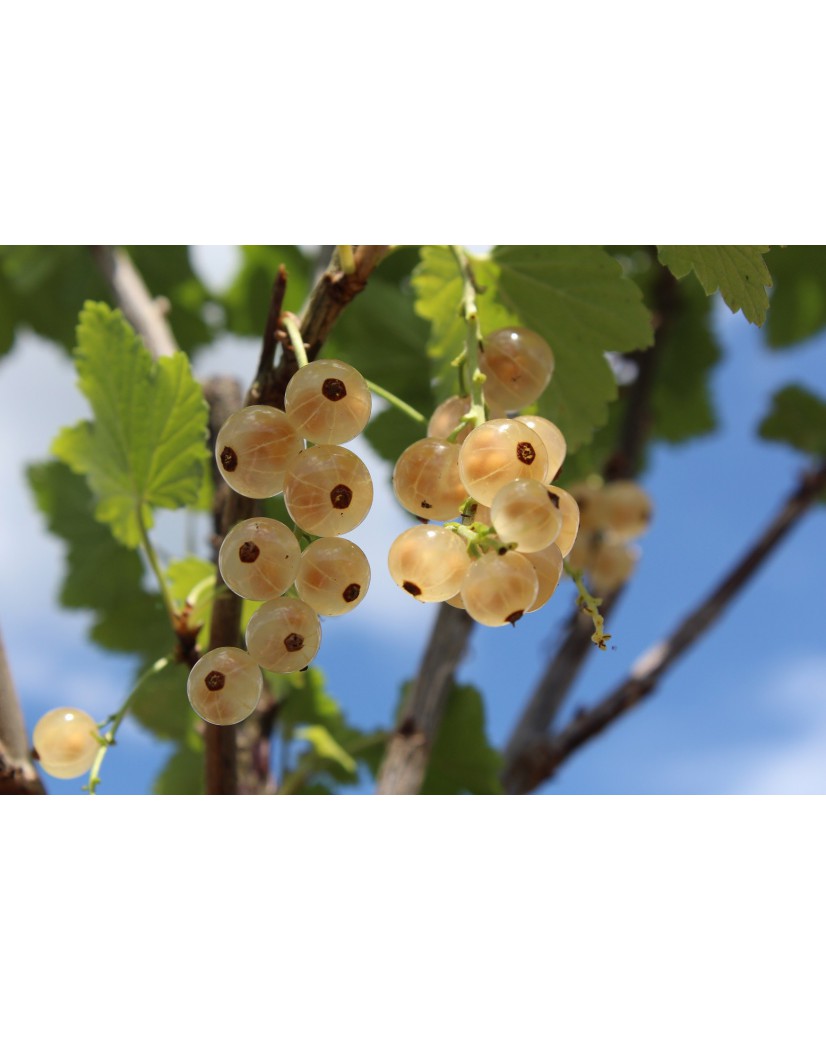 Witte aalbes - Ribes rubrum Versaillaise Blanche