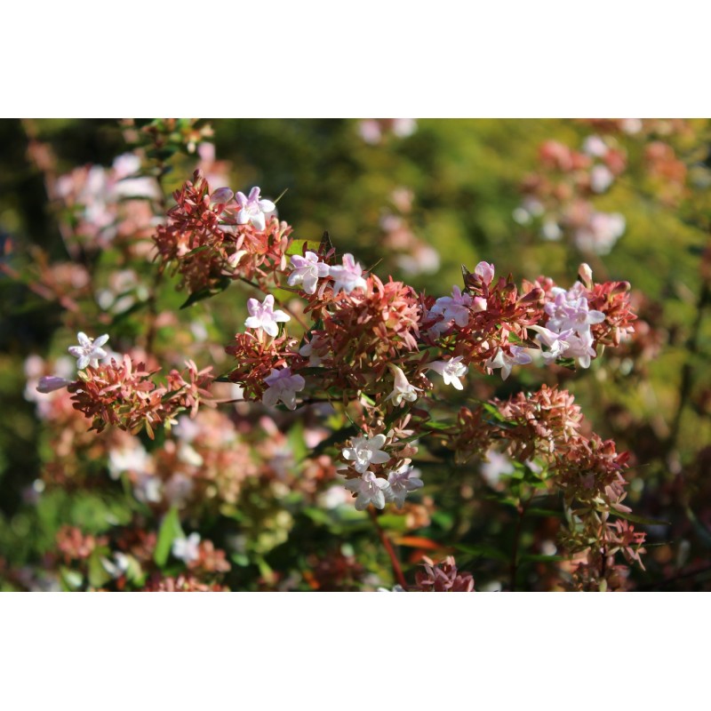 Glossy Abelia - Abelia Grandiflora