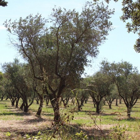 Olive tree Cipressino - Olea Frangivento - Olea Europaea Cipressino